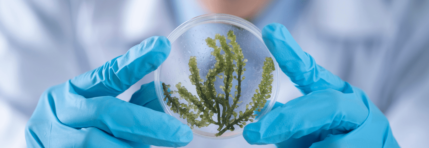 Membership – NZASE